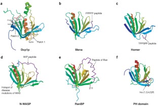 Crystal structure of Dcp1p and its functional implications in mRNA ...