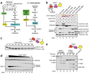 Molecular mechanisms of DrICE inhibition by DIAP1 and removal of ...