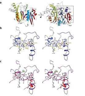 Structural basis for Ca2+-induced activation of human PAD4 | Nature ...