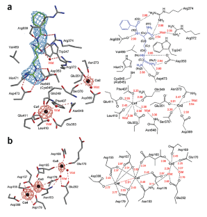 Structural basis for Ca2+-induced activation of human PAD4 | Nature ...