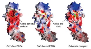 Structural basis for Ca2+-induced activation of human PAD4 | Nature ...