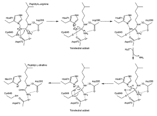 Structural basis for Ca2+-induced activation of human PAD4 | Nature ...