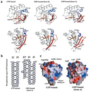 Structural basis of Rab5-Rabaptin5 interaction in endocytosis | Nature ...