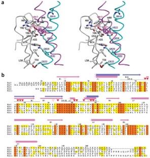 Structural basis of Rab5-Rabaptin5 interaction in endocytosis | Nature ...