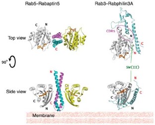 Structural basis of Rab5-Rabaptin5 interaction in endocytosis | Nature ...