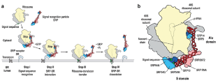 SRP meets the ribosome | Nature Structural & Molecular Biology