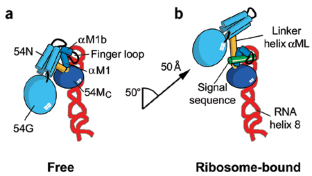 SRP meets the ribosome | Nature Structural & Molecular Biology