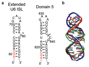 U2–U6 RNA folding reveals a group II intron-like domain and a four ...