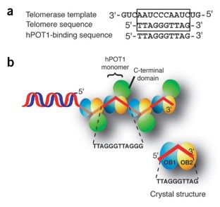 Structure of human POT1 bound to telomeric single-stranded DNA provides ...