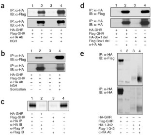 Model for growth hormone receptor activation based on subunit rotation ...
