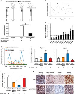 Epigenetic silencing of GDF1 disrupts SMAD signaling to reinforce ...