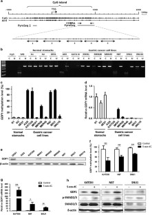 Epigenetic silencing of GDF1 disrupts SMAD signaling to reinforce ...