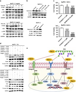 RN1, a novel galectin-3 inhibitor, inhibits pancreatic cancer cell ...