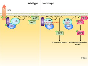 Neomorphic mutations create therapeutic challenges in cancer | Oncogene