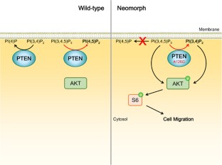 Neomorphic mutations create therapeutic challenges in cancer | Oncogene