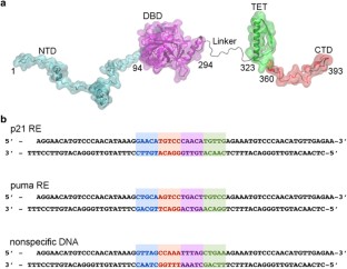 Full-length p53 tetramer bound to DNA and its quaternary dynamics ...