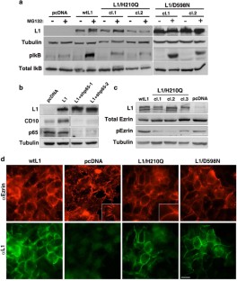 A point mutation in the extracellular domain of L1 blocks its capacity ...