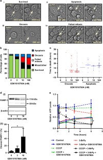 Oncosis and apoptosis induction by activation of an overexpressed ion ...