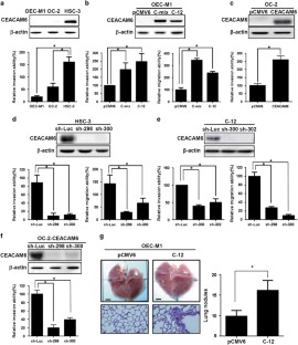 Carcinoembryonic antigen-related cell adhesion molecule 6 (CEACAM6 ...