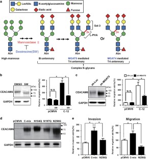Carcinoembryonic antigen-related cell adhesion molecule 6 (CEACAM6 ...