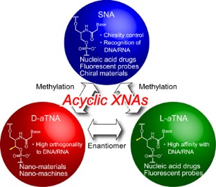 Acyclic artificial nucleic acids with phosphodiester bonds exhibit ...