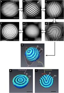 Microphase-separated structures under spherical 3D confinement ...