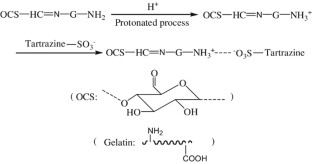Hydrogel beads based on oxidized corn starch cross-linked with gelatin ...