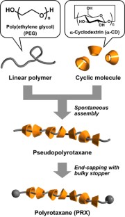 Rational design of stimuli-cleavable polyrotaxanes for therapeutic ...