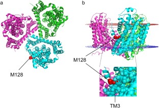A novel mutation in SLC1A3 causes episodic ataxia | Journal of Human ...
