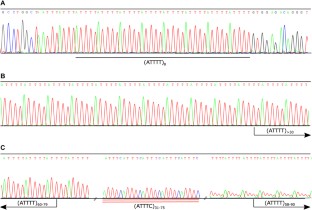A repeat-primed PCR assay for pentanucleotide repeat alleles in ...