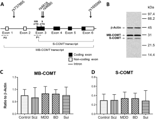 Catechol- O -methyltransferase (COMT) genotypes are associated with ...