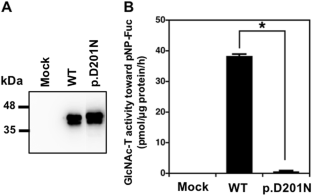 Identification of novel LFNG mutations in spondylocostal dysostosis ...