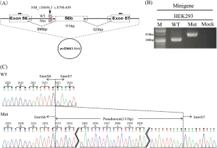 A rare deep intronic mutation of PKHD1 gene, c.8798-459 C > A, causes ...