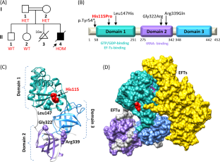 A novel TUFM homozygous variant in a child with mitochondrial ...