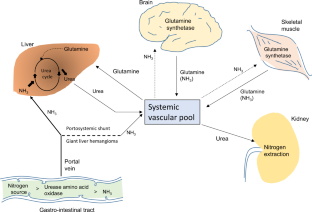 Urea cycle disorders—update | Journal of Human Genetics