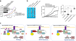 CRL3–SPOP ubiquitin ligase complex suppresses the growth of diffuse large B-cell lymphoma by ...