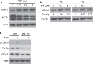 Immunomodulatory drugs activate NK cells via both Zap-70 and cereblon ...