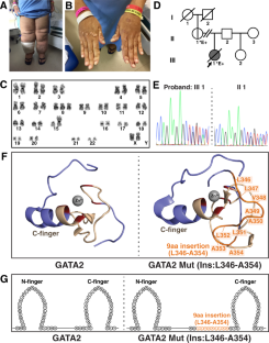 Breaking the spatial constraint between neighboring zinc fingers: a new ...