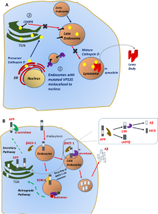 Endosomal sorting and trafficking, the retromer complex and ...