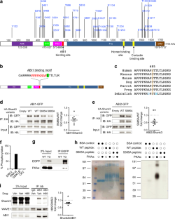 An autism-linked missense mutation in SHANK3 reveals the modularity of ...