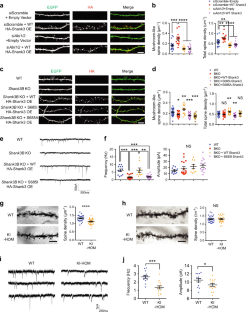 An autism-linked missense mutation in SHANK3 reveals the modularity of ...