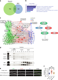 An autism-linked missense mutation in SHANK3 reveals the modularity of ...