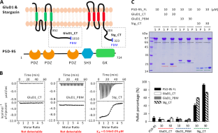 Mechanisms underlying the synaptic trafficking of the glutamate delta ...