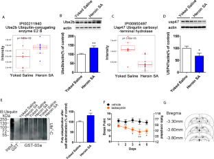 Ube2b-dependent degradation of DNMT3a relieves a transcriptional brake ...