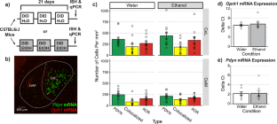 Kappa opioid receptor and dynorphin signaling in the central amygdala ...