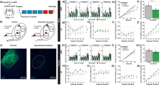 Kappa opioid receptor and dynorphin signaling in the central amygdala ...