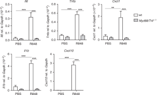 R848 or influenza virus can induce potent innate immune responses in ...