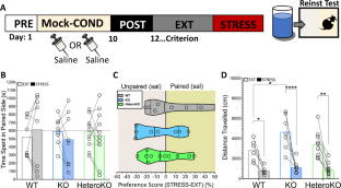 α 2A -adrenergic heteroreceptors are required for stress-induced ...