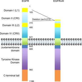 Epidermal growth factor receptor and EGFRvIII in glioblastoma ...