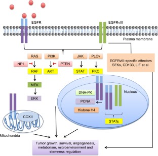 Epidermal growth factor receptor and EGFRvIII in glioblastoma ...
